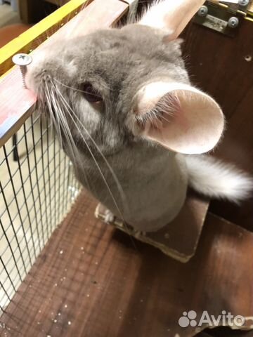 Шиншилла вязка