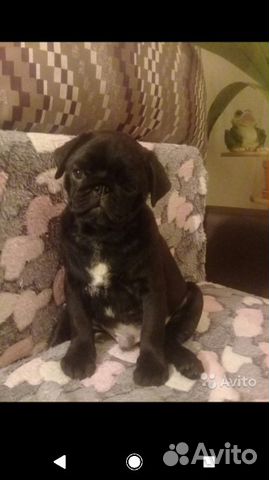 Продается щеночек мопса