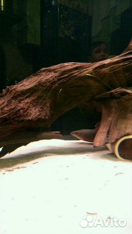 Лабео зеленый