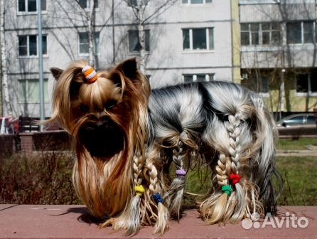 Йоркширский терьер. Вязка. Щенки