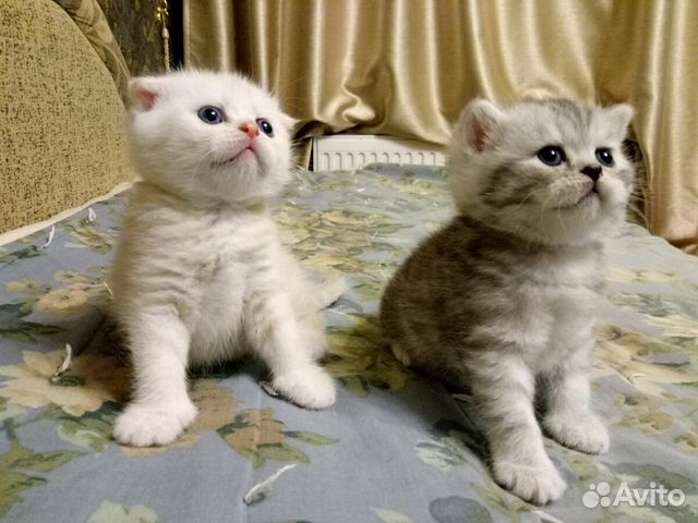 Шотландские котята