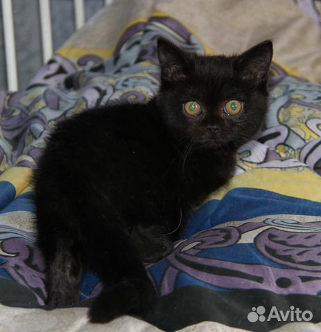 Чистокровные малыши - британцы