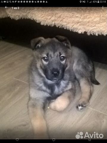 Метис лайки в добрые руки