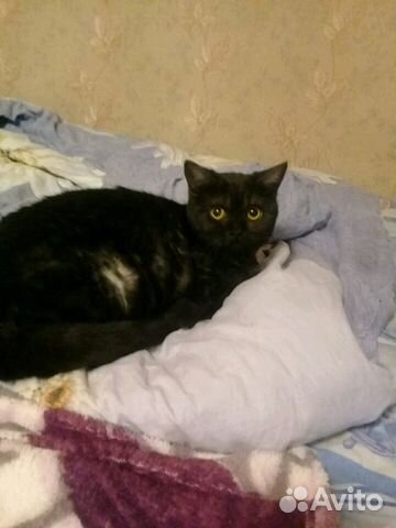 Кошечка скоттиш страйт