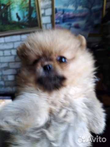 Девочка мини пом