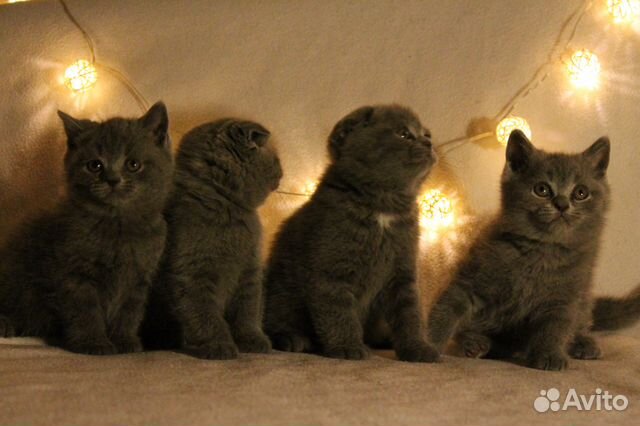 Шотландские котята