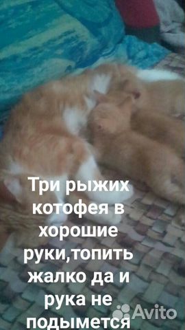 Котики рыжие пушистые 2 месяца