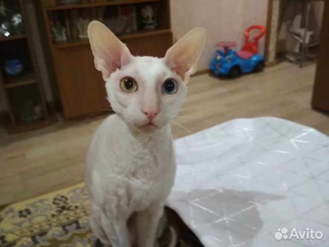 Корниш рекс