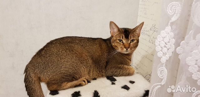 Абиссинская кошка