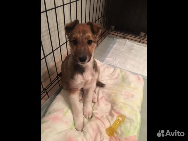 Щенок мальчик ищет дом