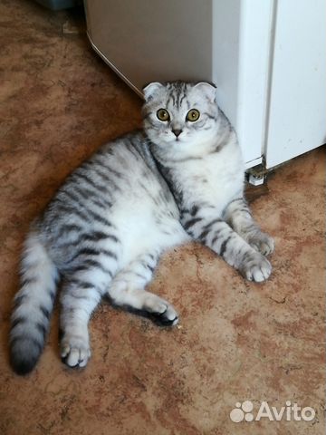 Вязка с шотландским котом