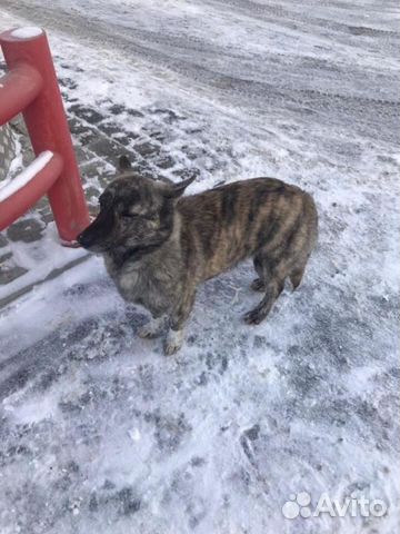 Хозяин найдись