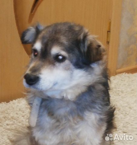Винни в дар