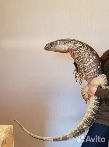 Черногорлый варан