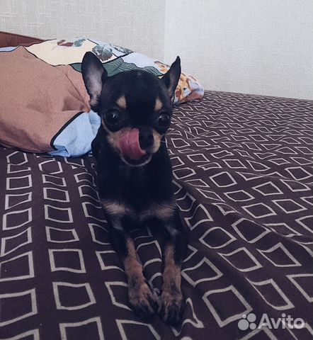 Той-терьер мини