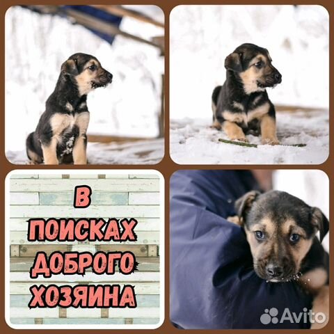 Грета в добрые руки