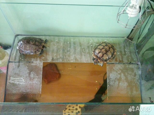 Красноухие черепахи со всем необходимым