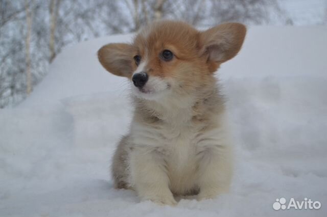 Вельш корги