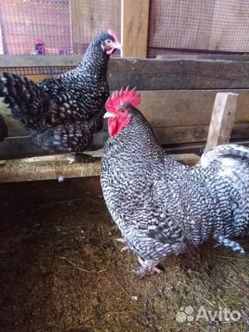 Яйцо породных кур