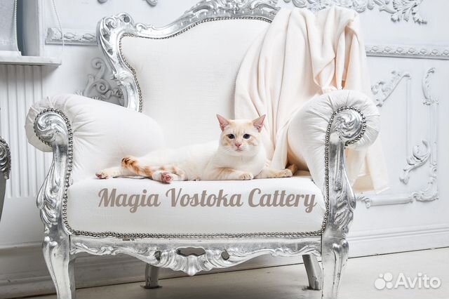 Эксклюзивный тайский котенок cream-point