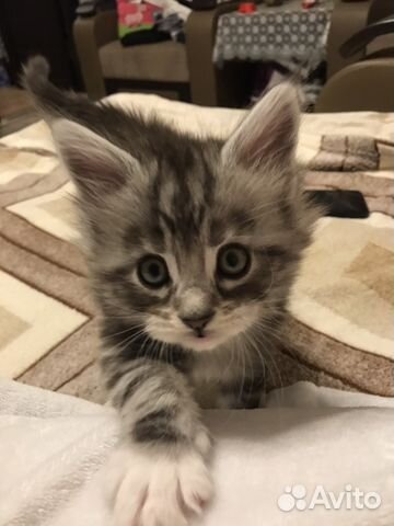 Котята Мэйн-Кун