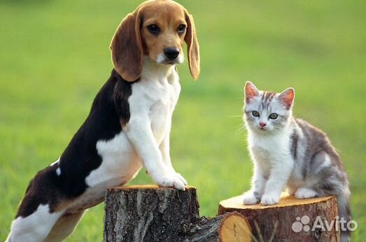 Бигль щенок 4 месяца