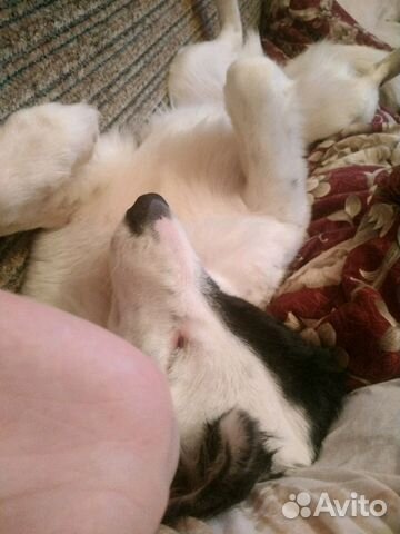 Чудесная и умная девочка ищет дом