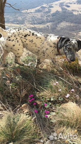 Пропала собака