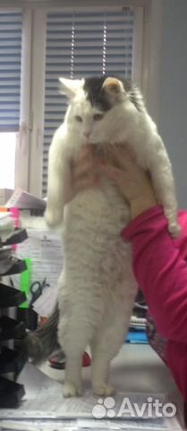Кота хотят усыпить