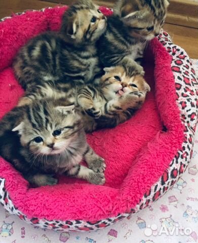 Шотладские кошечки