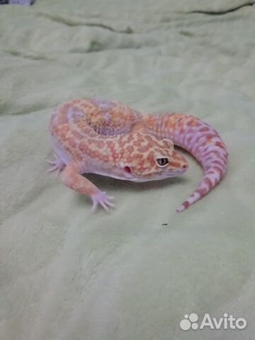 Продам эублефара