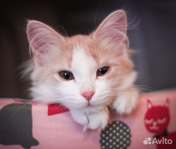 Котенок-девочка, 4 мес., цвет "персик на белом"