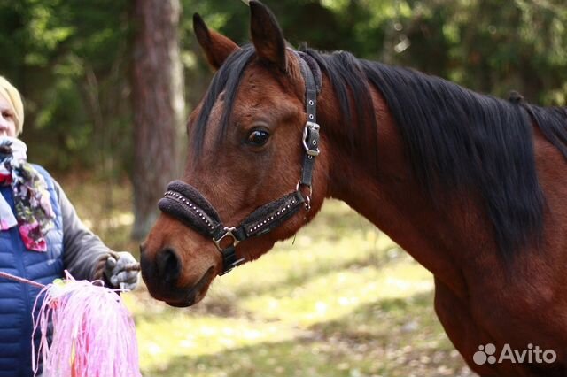 Жеребчик Арабской породы