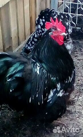 Мраморный орпингтон