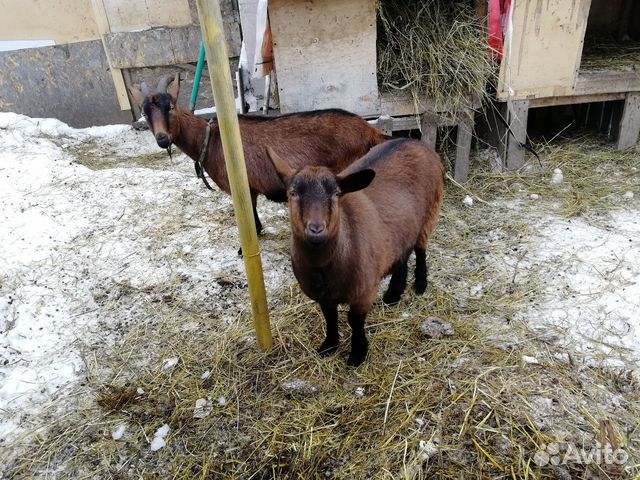 Продам козу