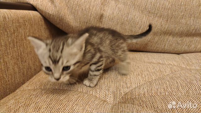 Отдадим прекрасных котят в добрые руки