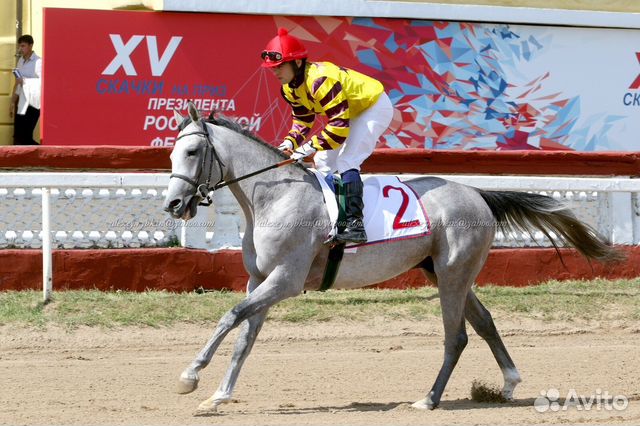 Скаковой арабский жеребец