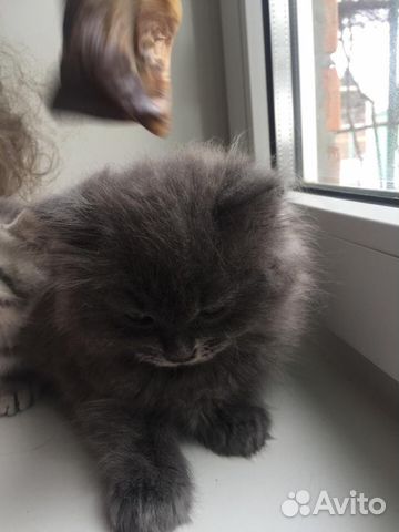 Котята в любимцы
