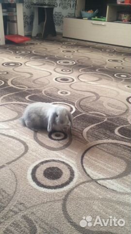 Вислоухая крольчиха