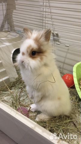 Крольчиха для вязки