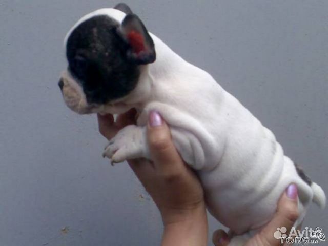 Французский бульдог