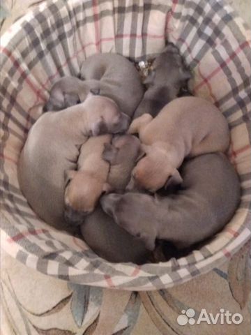 Левретка (Итальянская борзая)