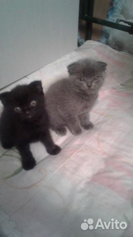 Продаю катят