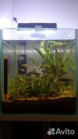 Готовый 9 л. аквариум с оборудованием и рыбками
