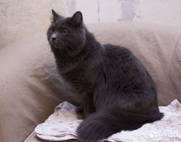 Шерстяной Пупс ищет хозяев