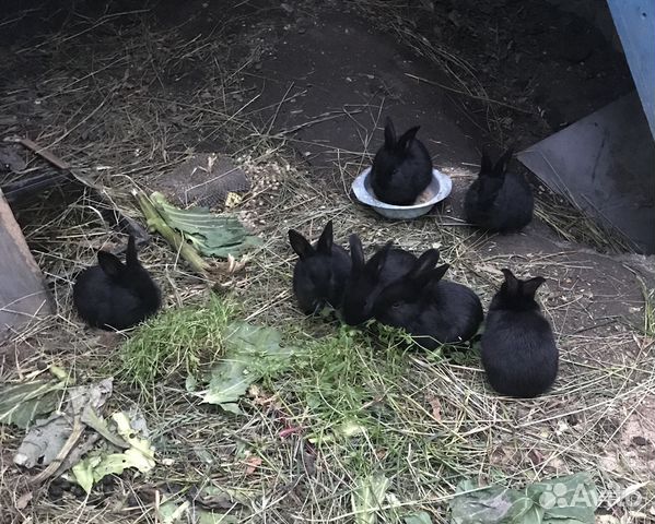 Чёрные и серые кролики