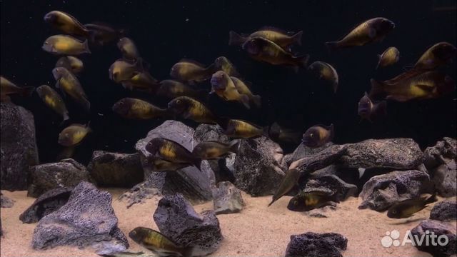 Трофеусы касакалаве