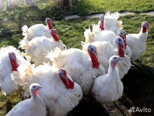 Индюшата белые широкогрудые