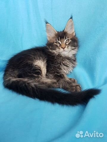 Мальчик породы мейн-кун Деймон Мэджик Индиго