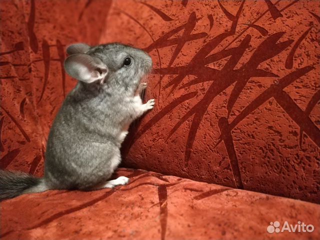 Шиншилленок